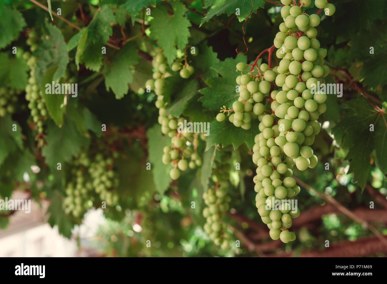 bunch of green grapes on branches. grapevine Stock Photo - Alamy