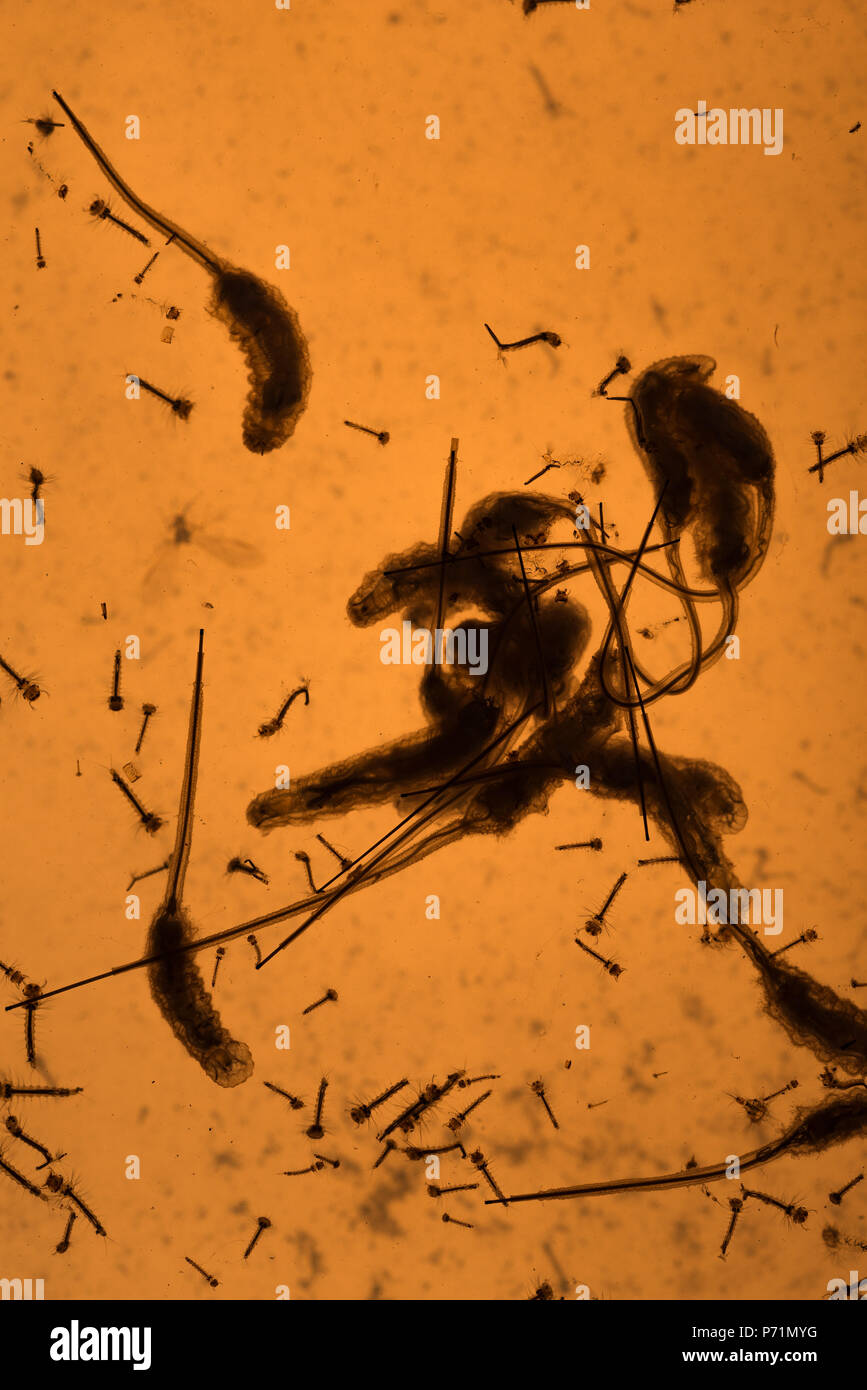 Mosquito Culicidae pupae and larvae along with drone fly maggots ...
