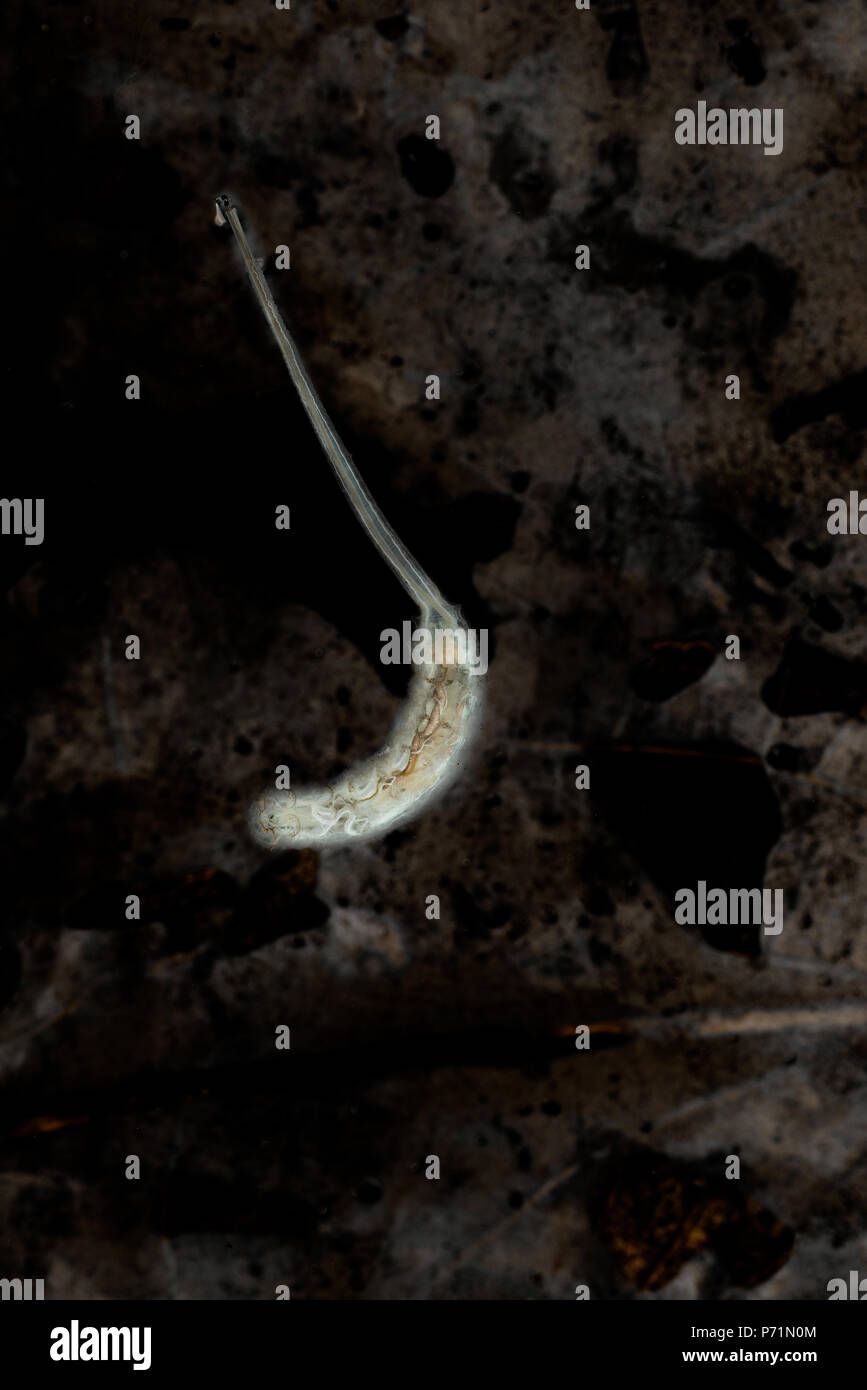 Rat Tailed Maggot High Resolution Stock Photography and Images - Alamy