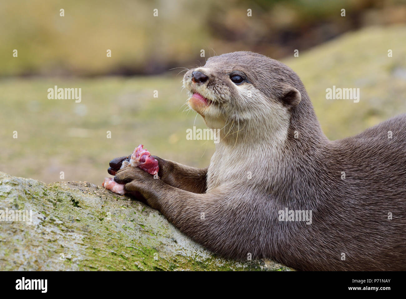 Otter Sitting Up High Resolution Stock Photography and Images - Alamy