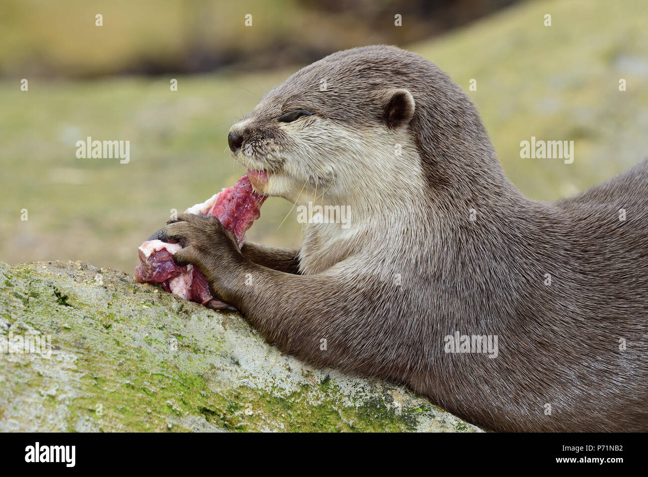 Otter eating with rock hi-res stock photography and images - Alamy