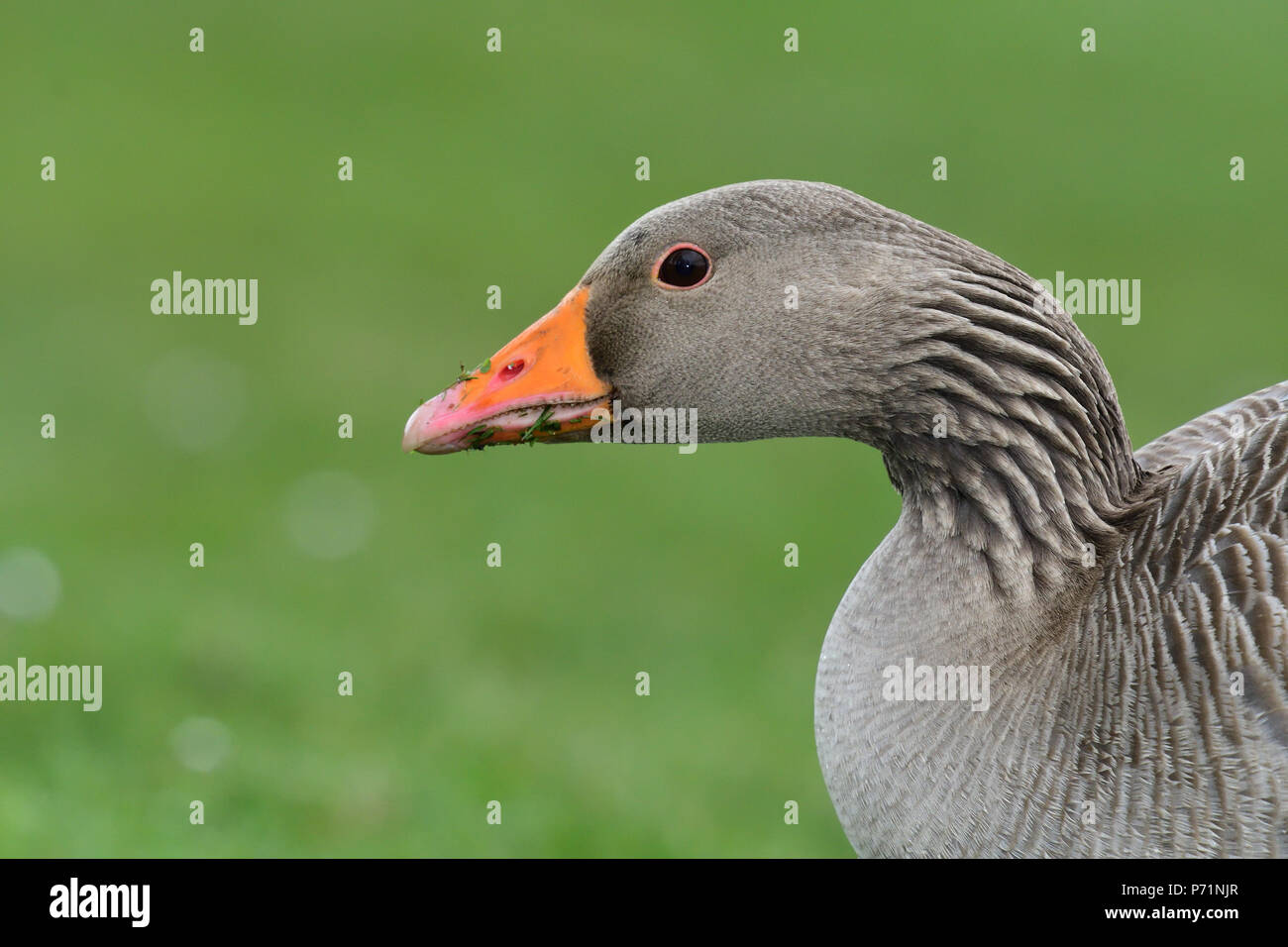 Closeup shot gray goose hi-res stock photography and images - Alamy