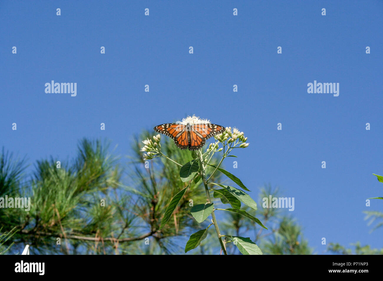 A southern monarch (Danaus erippus) butterfly feeds nectar from a ...