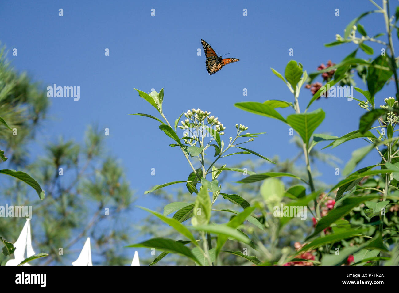 A southern monarch (Danaus erippus) butterfly flies over a bitterleaf ...