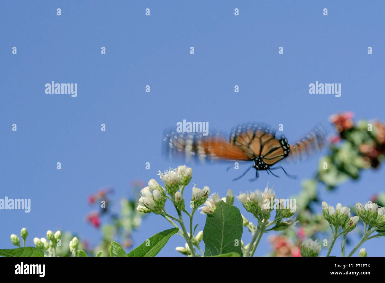 Monarch butterflies flying off tree hi-res stock photography and images ...