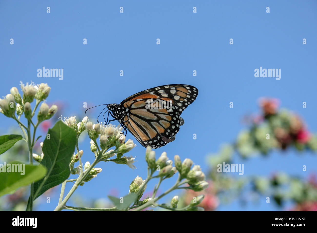A southern monarch (Danaus erippus) butterfly feeds nectar from a ...
