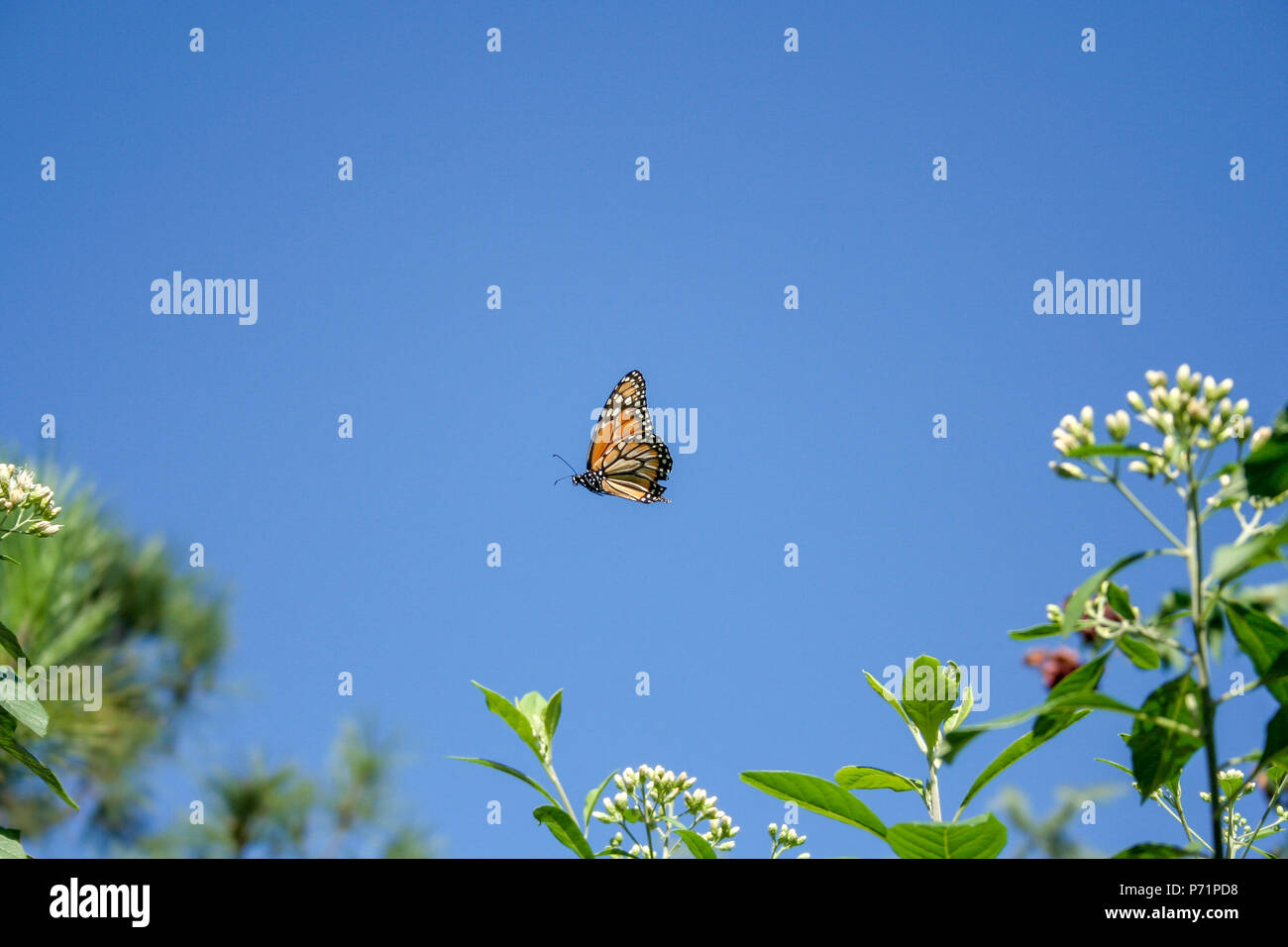 A southern monarch (Danaus erippus) butterfly flies over a bitterleaf ...