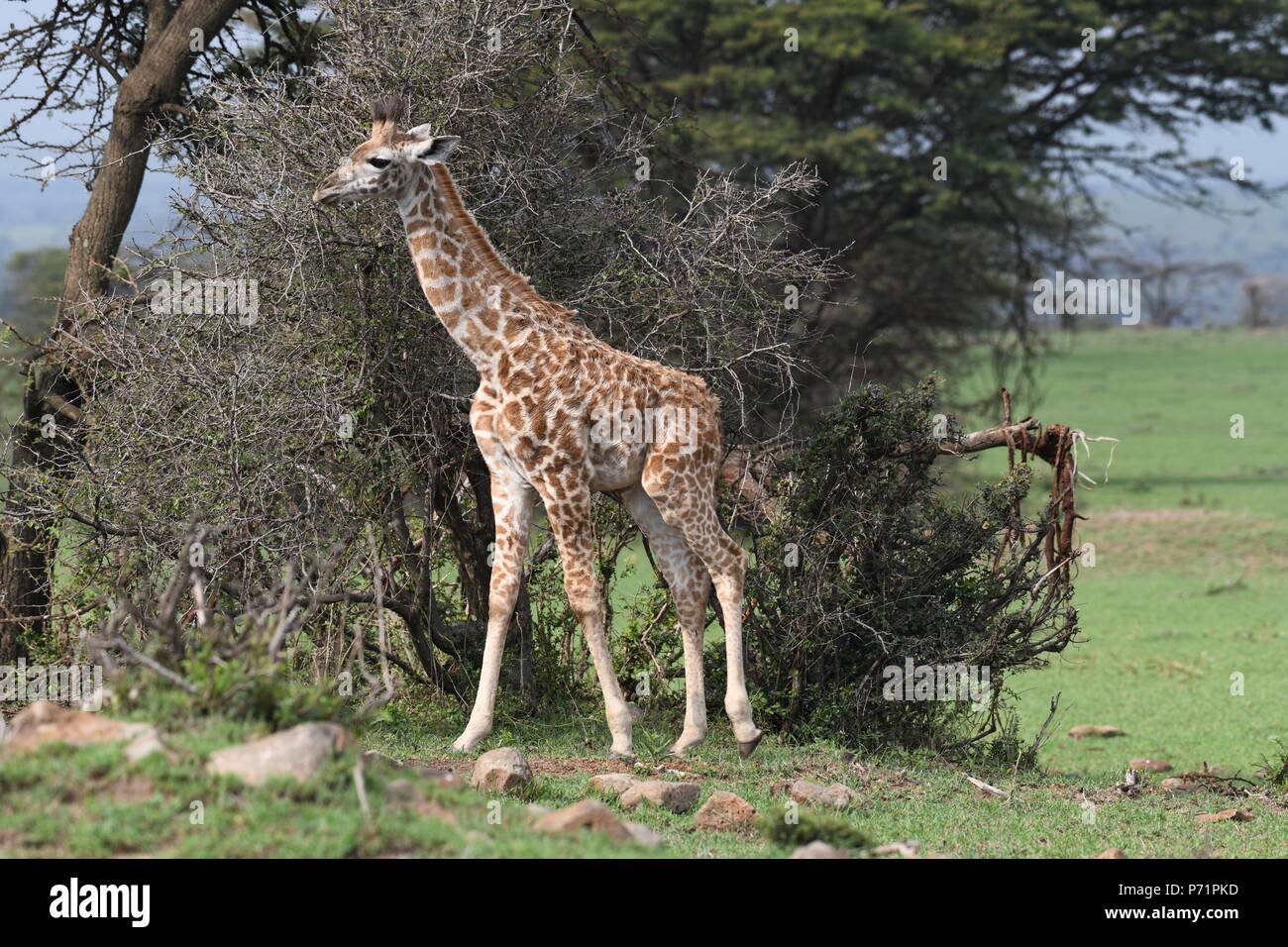 Young /baby only 1 day old. The Maasai giraffe (Giraffa camelopardalis ...