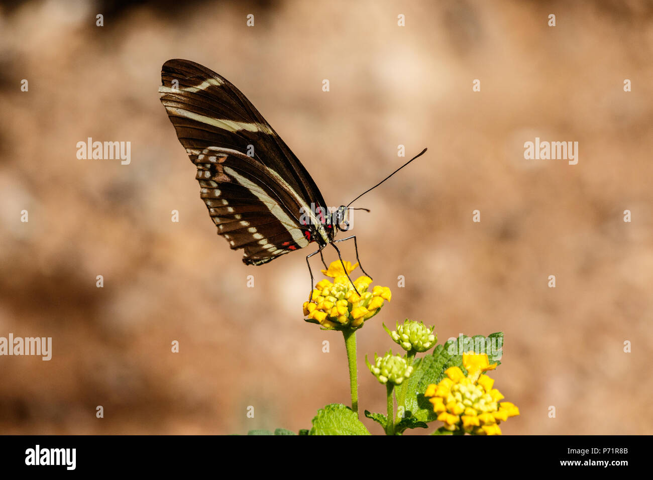 Zebra Longwing Butterfly (Heliconius charitonius) perched on a yellow ...