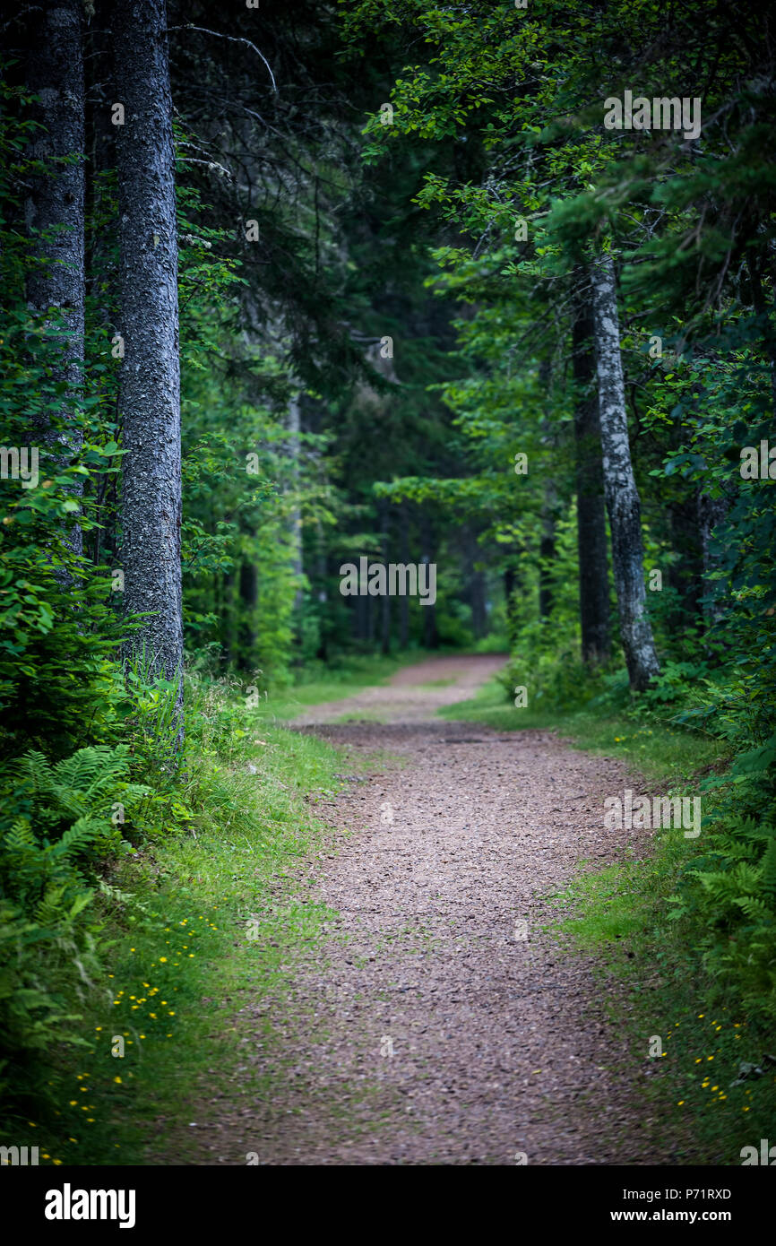 Path winding through dark moody forest with tall old trees Stock Photo ...
