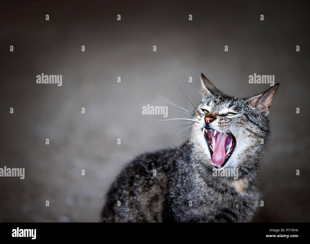 Cats mouth wide open hi-res stock photography and images - Alamy
