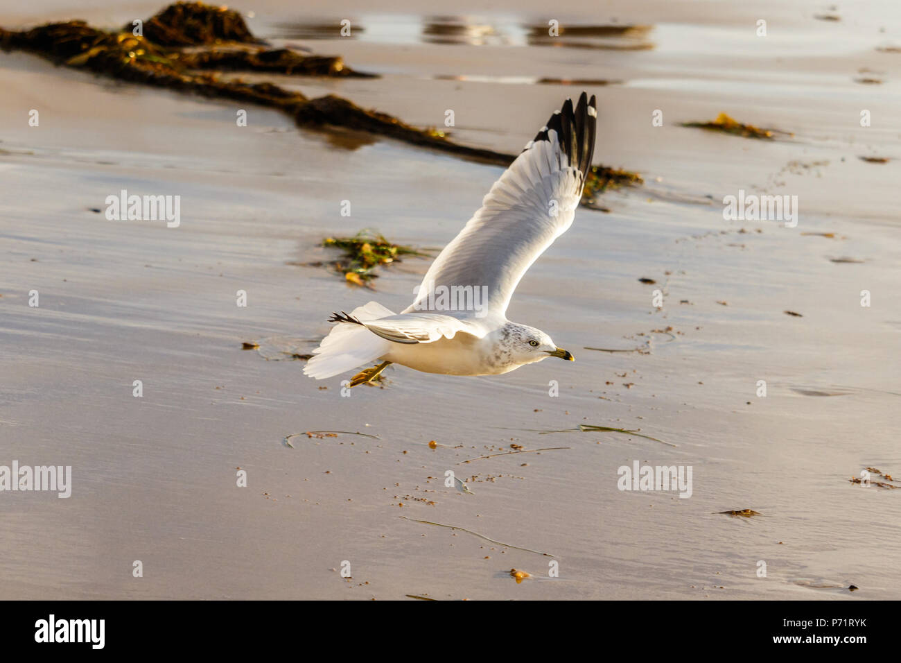 Ring-Billed gull flying low over the sandy shore at Crystal Cove State ...