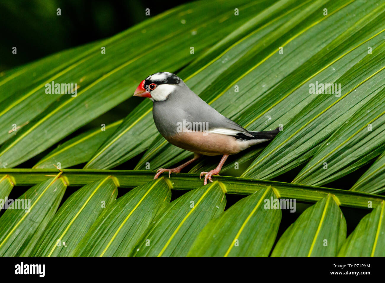 Tropic wildlife hi-res stock photography and images - Alamy
