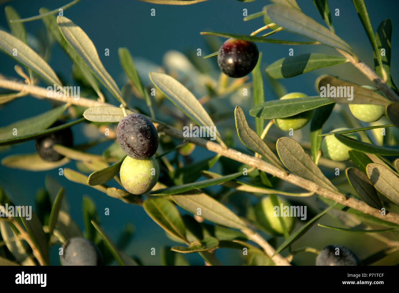 Olive grove top view hi-res stock photography and images - Alamy
