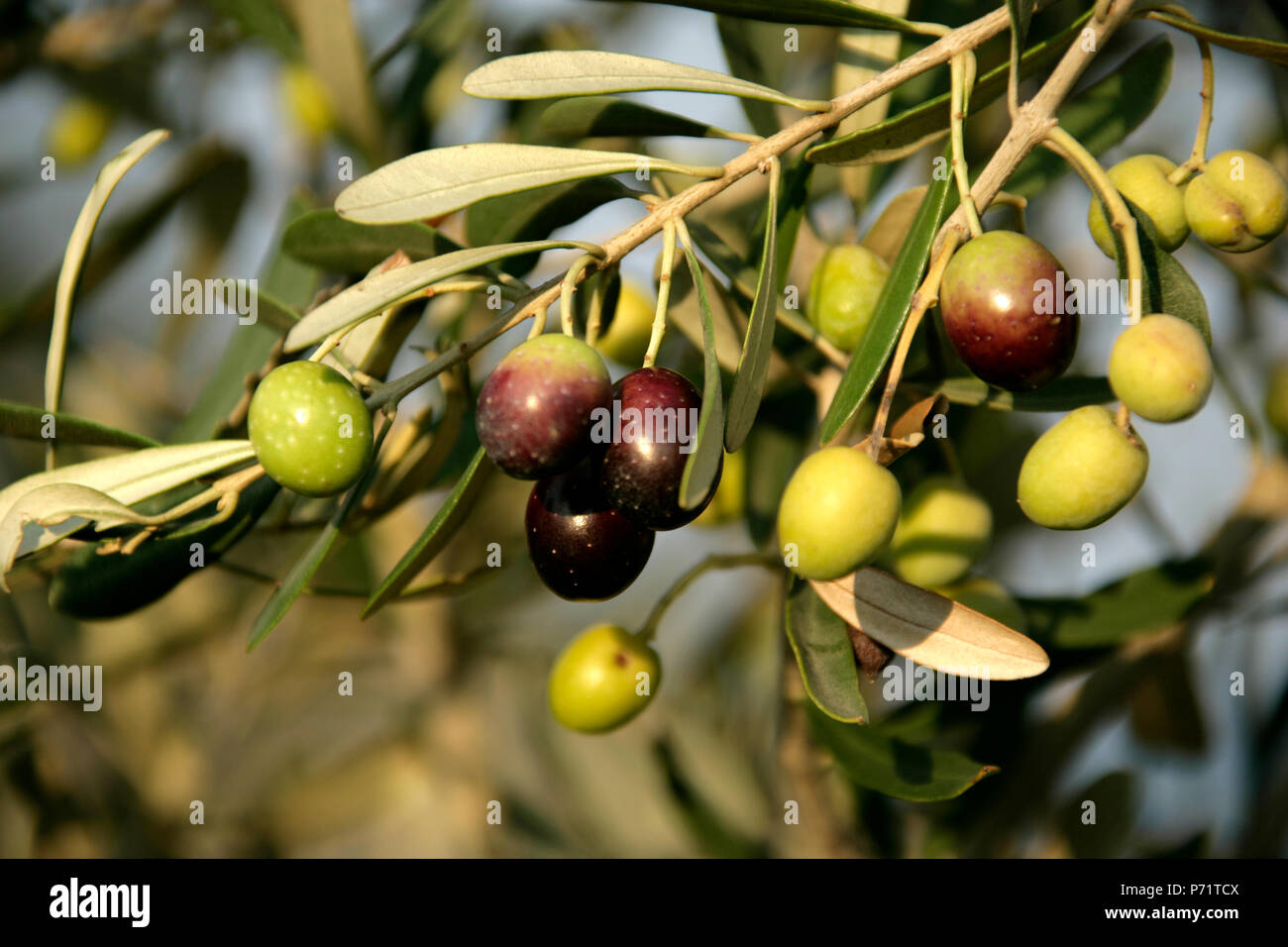 Olive grove top view hi-res stock photography and images - Alamy