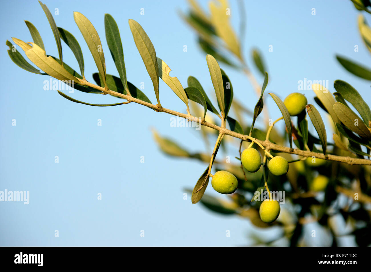 close up shot of an olive tree Stock Photo - Alamy