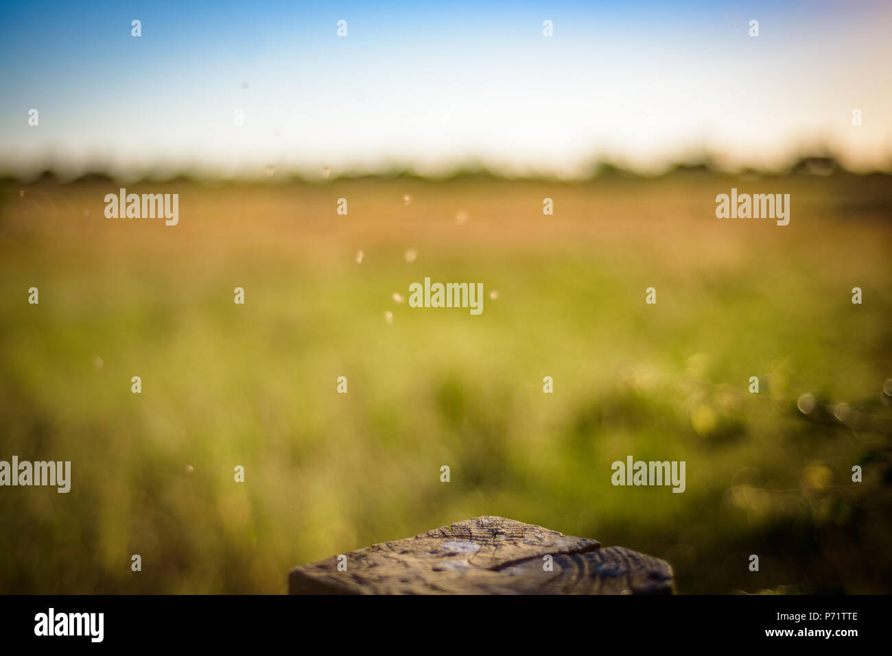 Insects flower meadow uk farming hi-res stock photography and images ...