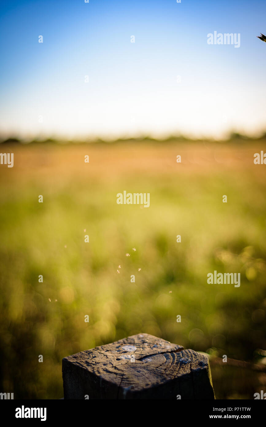 Insects flower meadow uk farming hi-res stock photography and images ...