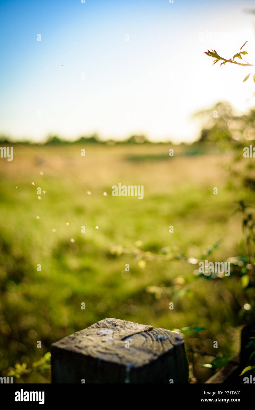 Insects flower meadow uk farming hi-res stock photography and images ...