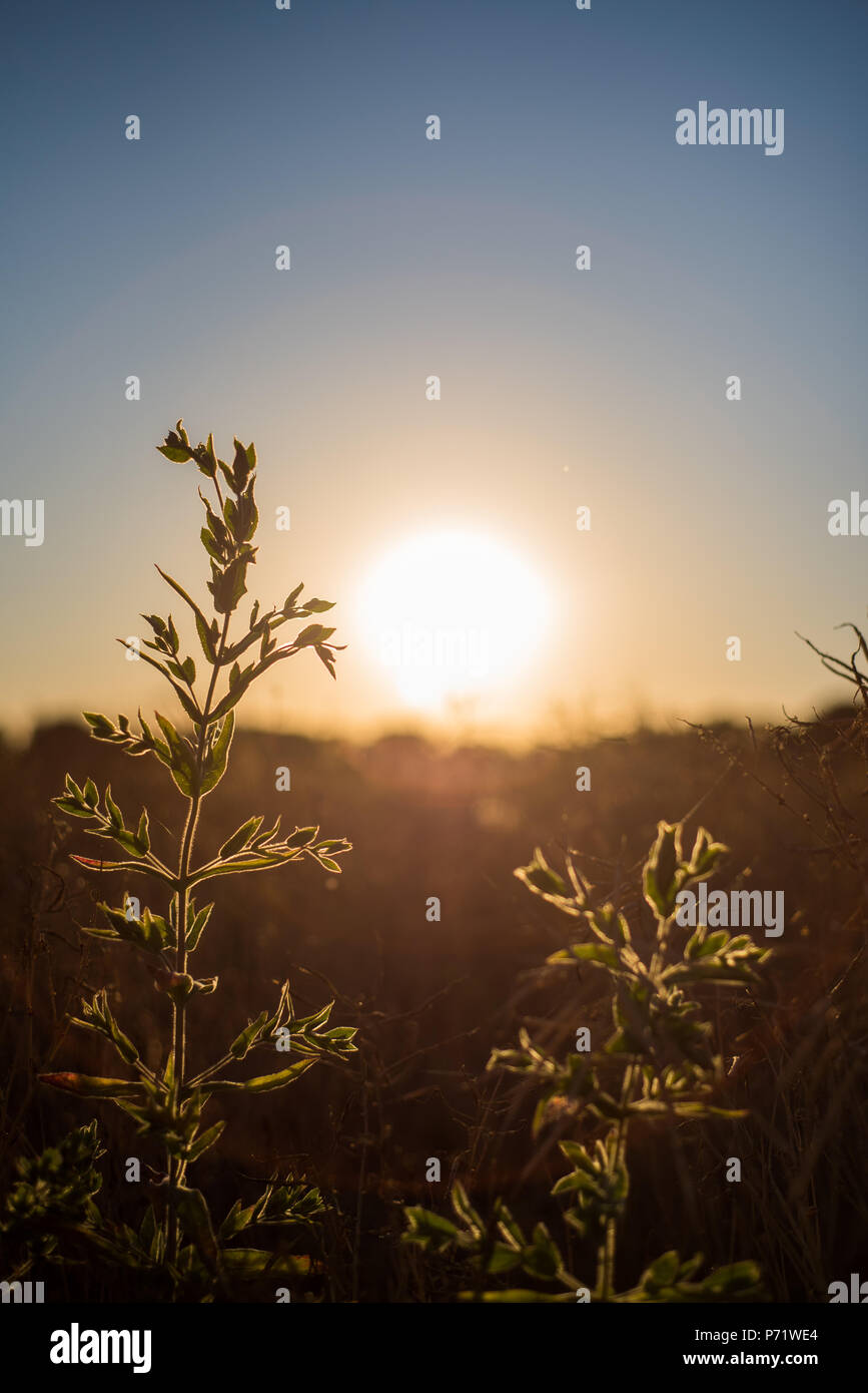 Crops and long grass growing with sunlit background. Sunset, UK Stock ...