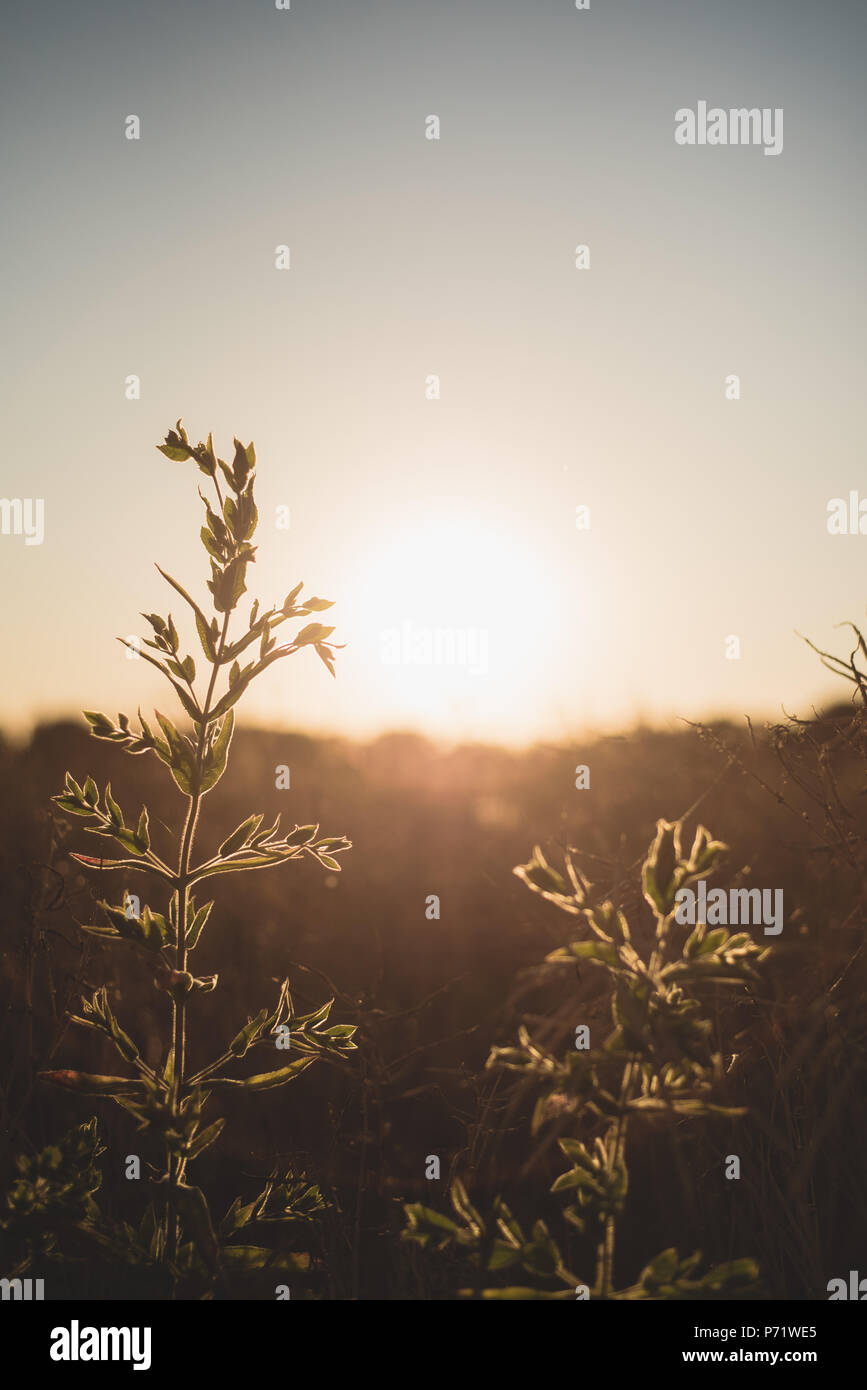 Crops and long grass growing with sunlit background. Sunset, UK Stock ...