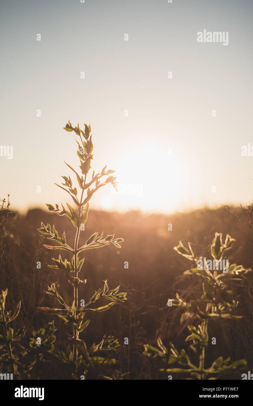Crops and long grass growing with sunlit background. Sunset, UK Stock ...