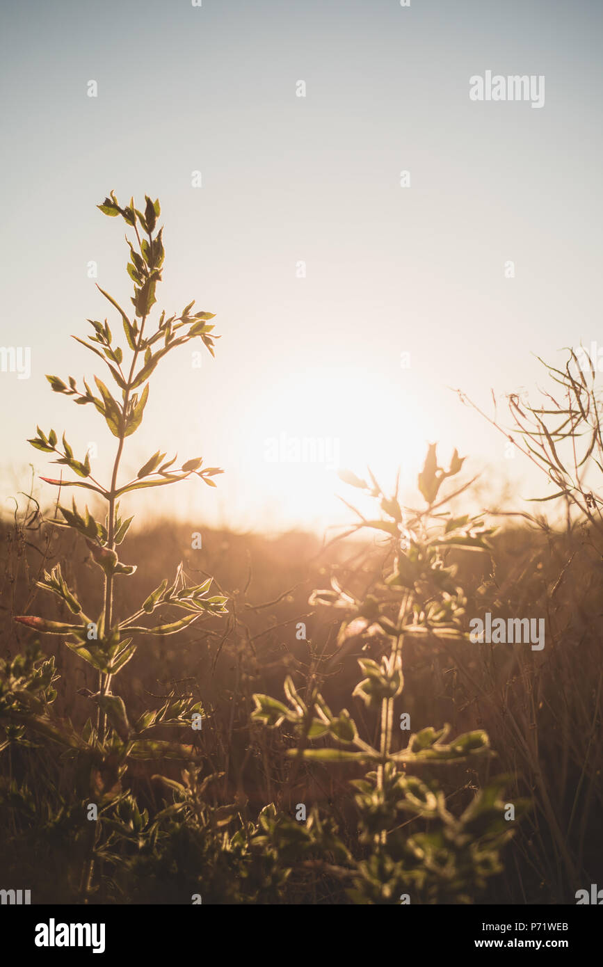Crops and long grass growing with sunlit background. Sunset, UK Stock ...