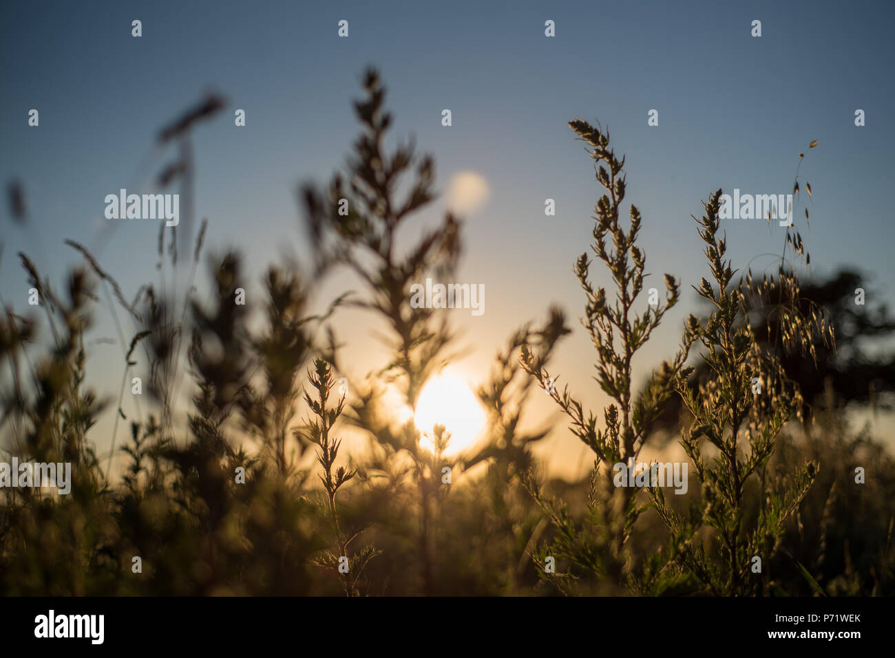 Crops and long grass growing with sunlit background. Sunset, UK Stock ...