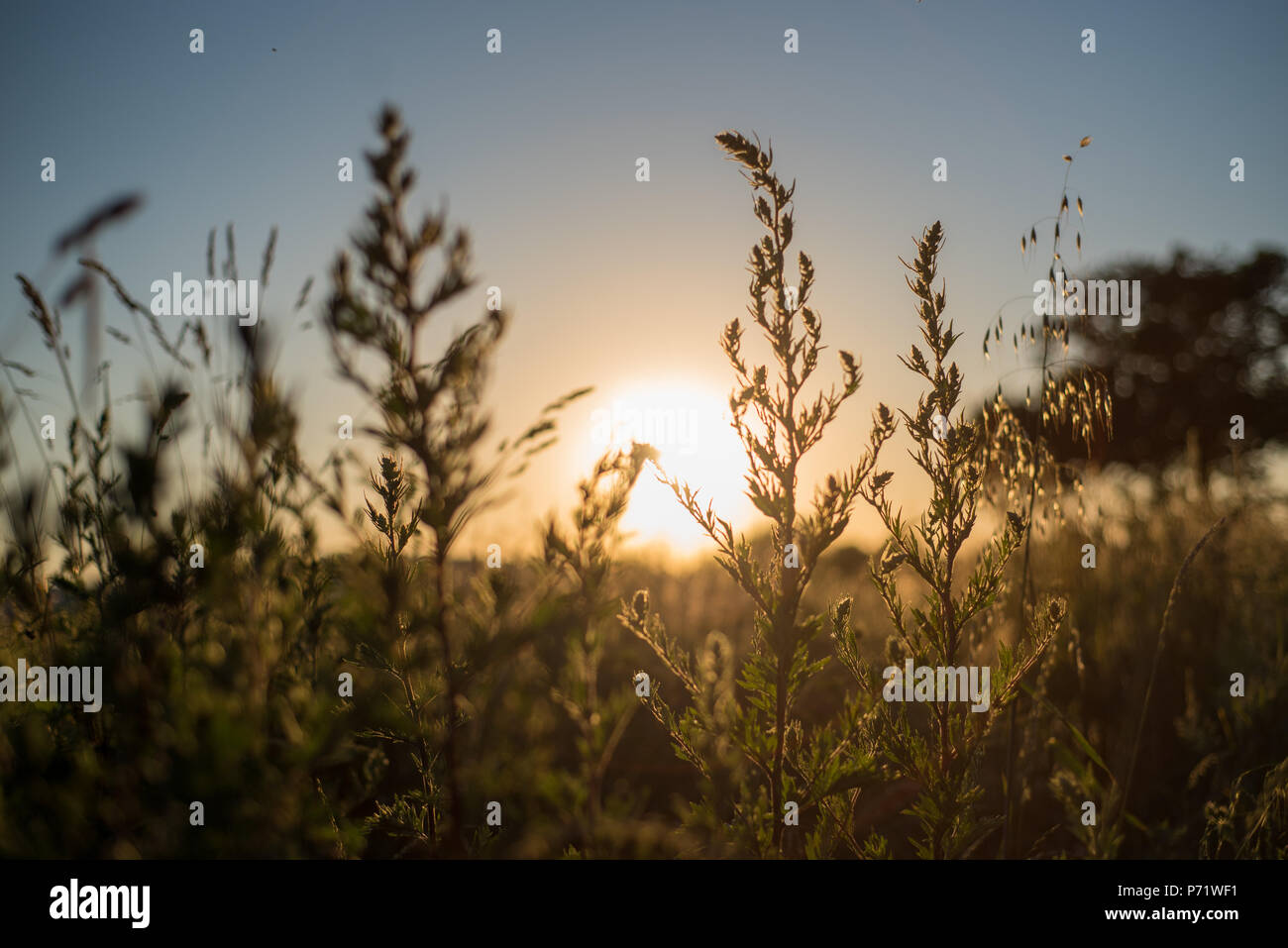 Crops and long grass growing with sunlit background. Sunset, UK Stock ...