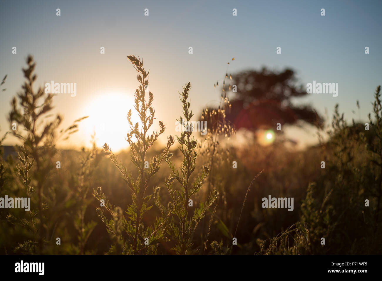 Crops and long grass growing with sunlit background. Sunset, UK Stock ...