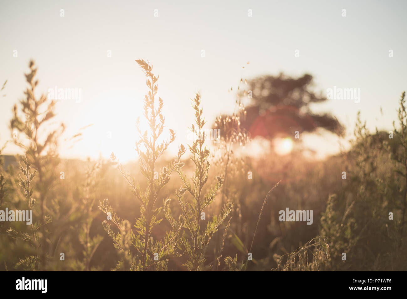 Crops and long grass growing with sunlit background. Sunset, UK Stock ...