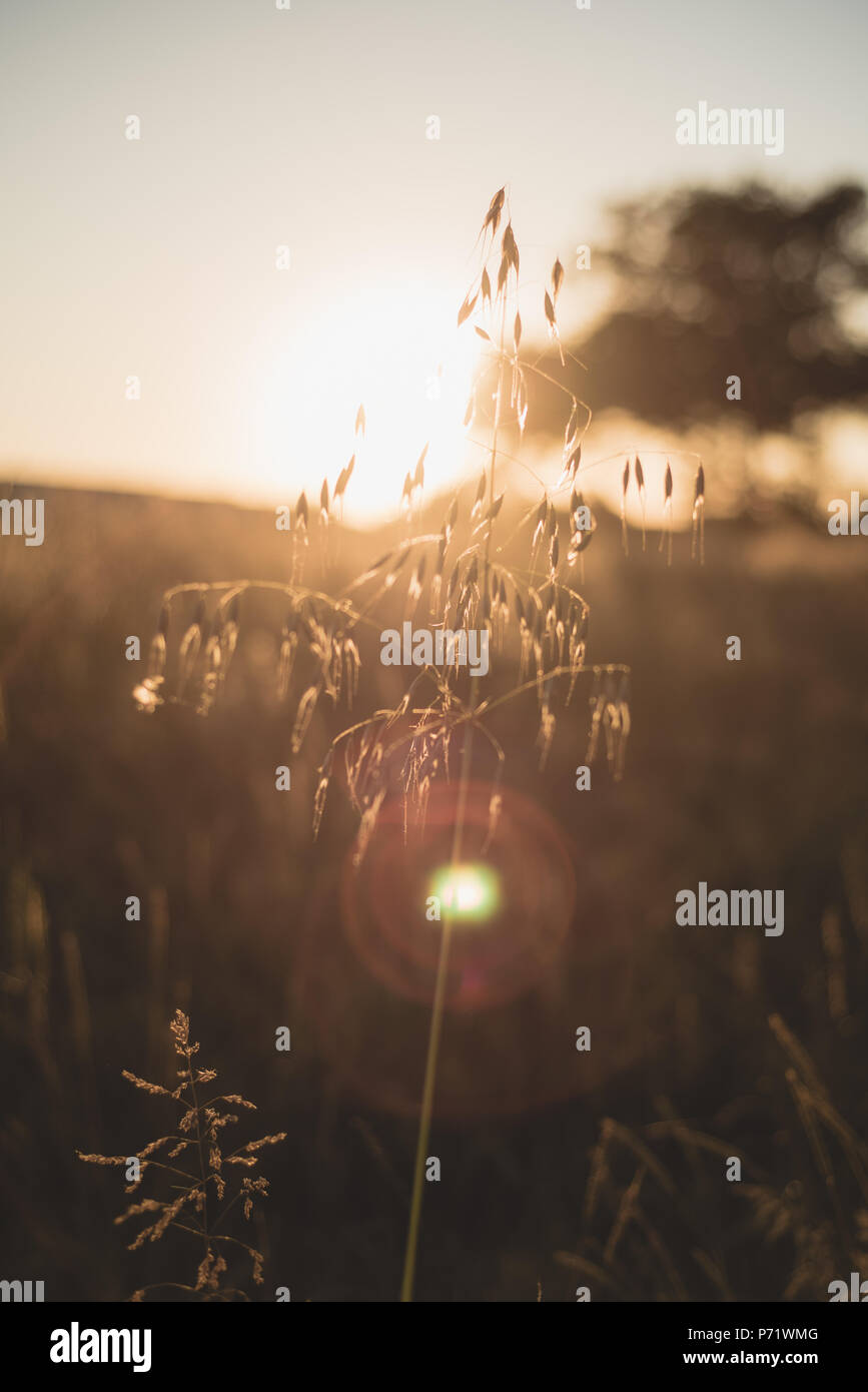 Crops and long grass growing with sunlit background. Sunset, UK Stock ...