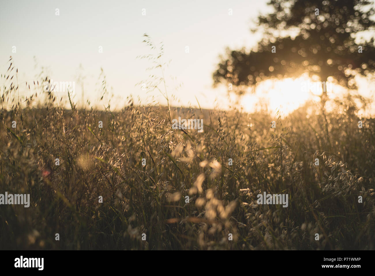 Crops and long grass growing with sunlit background. Sunset, UK Stock ...