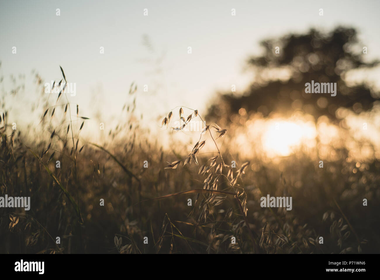 Crops and long grass growing with sunlit background. Sunset, UK Stock ...