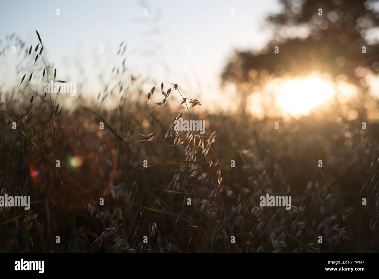 Crops and long grass growing with sunlit background. Sunset, UK Stock ...