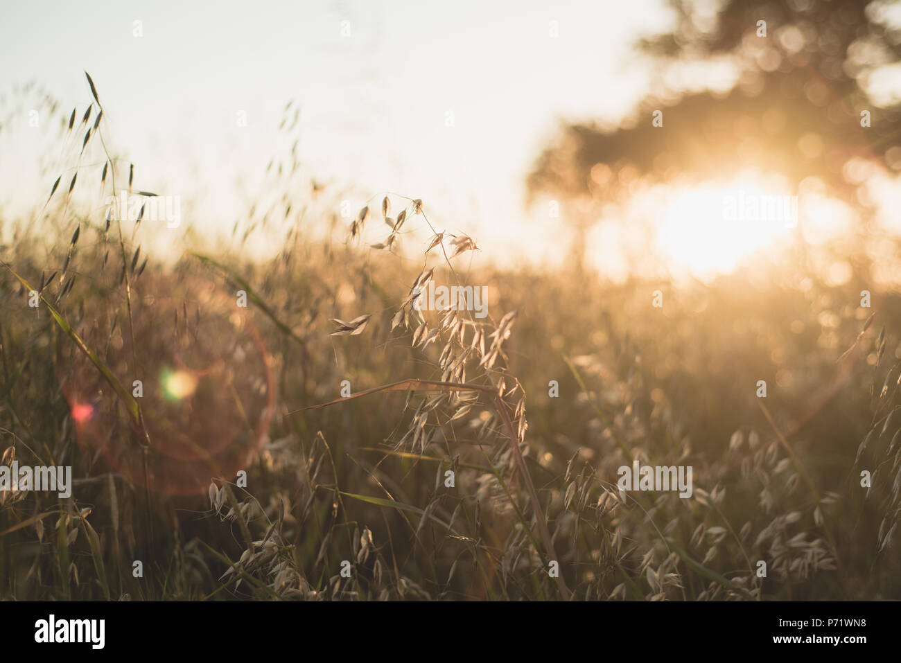 Crops and long grass growing with sunlit background. Sunset, UK Stock ...