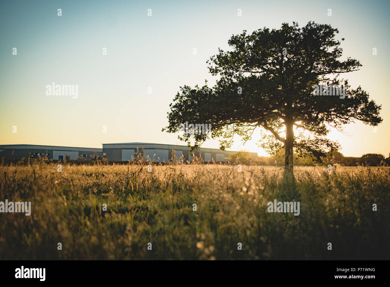 Tree growing in crops and warm sunlight. Sunset, UK Stock Photo - Alamy