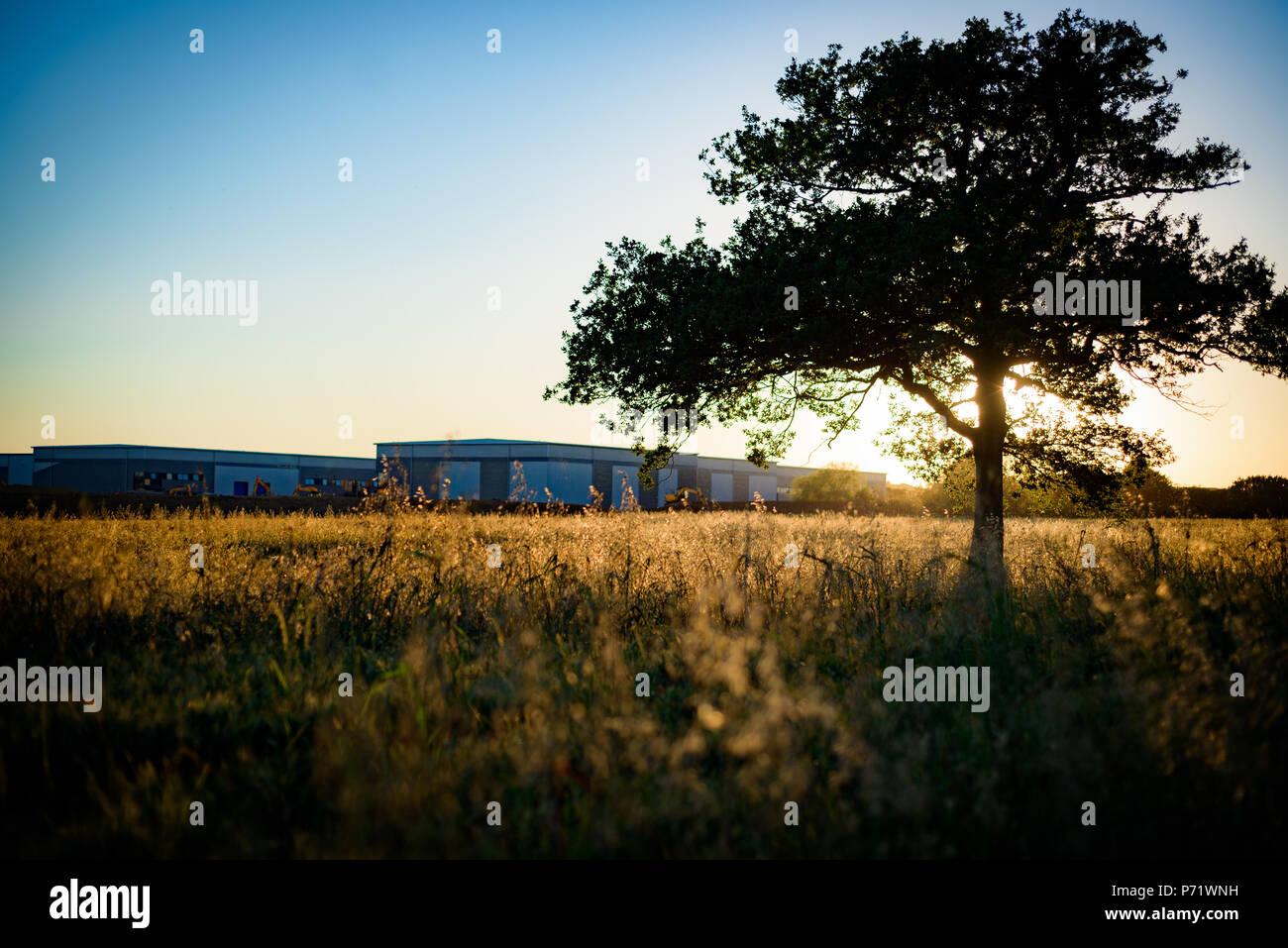 Tree growing in crops and warm sunlight. Sunset, UK Stock Photo - Alamy