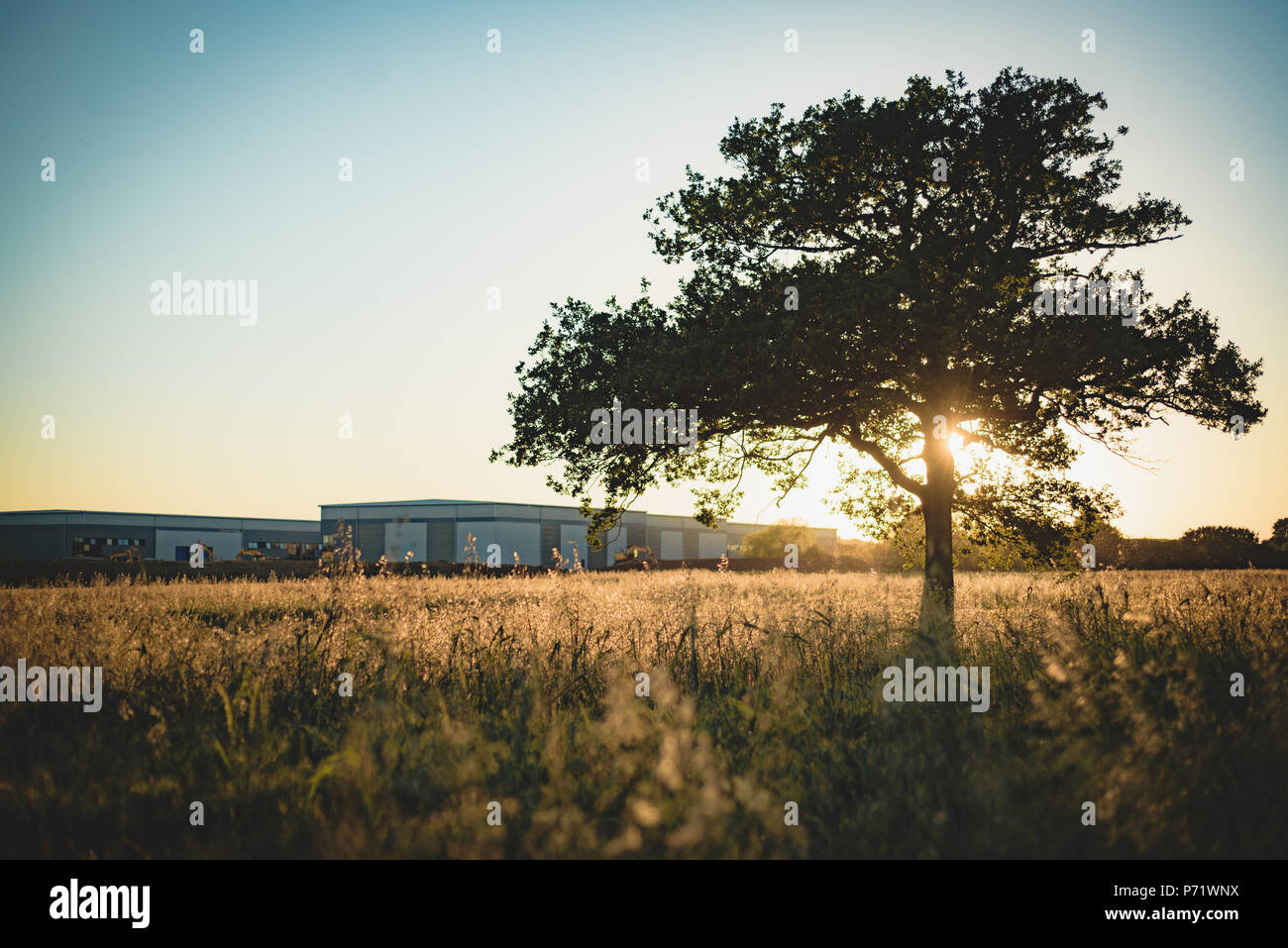 Tree growing in crops and warm sunlight. Sunset, UK Stock Photo - Alamy