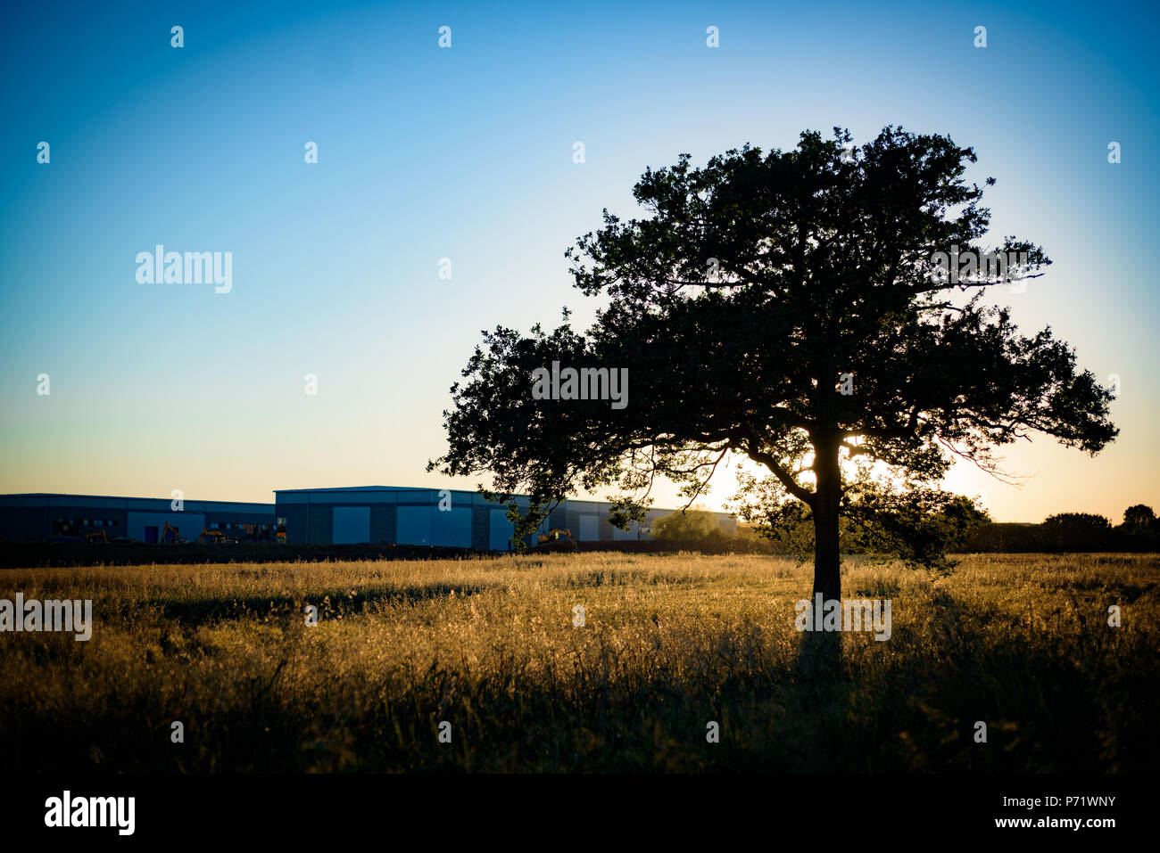Tree growing in crops and warm sunlight. Sunset, UK Stock Photo - Alamy