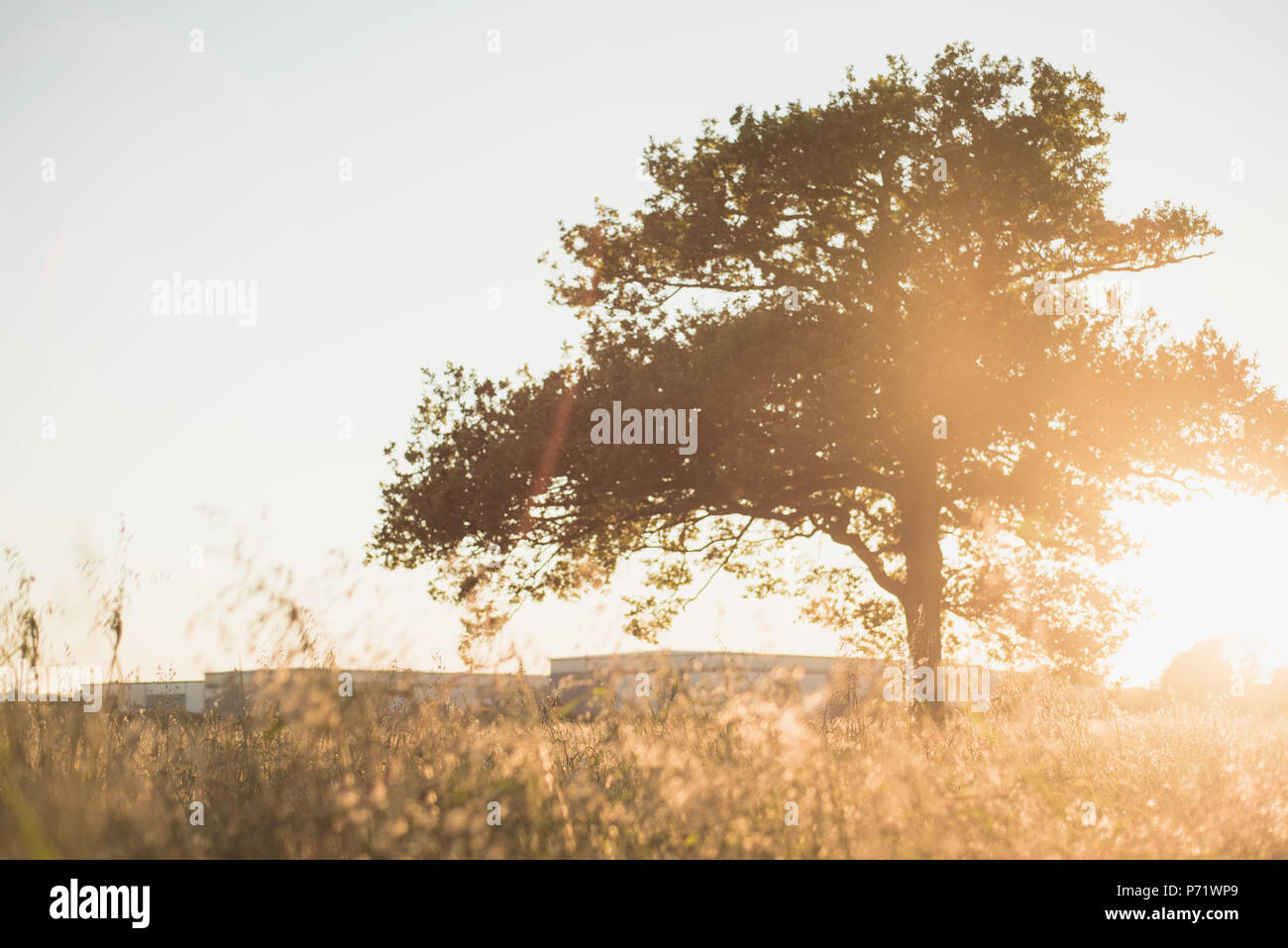 Tree growing in crops and warm sunlight. Sunset, UK Stock Photo - Alamy
