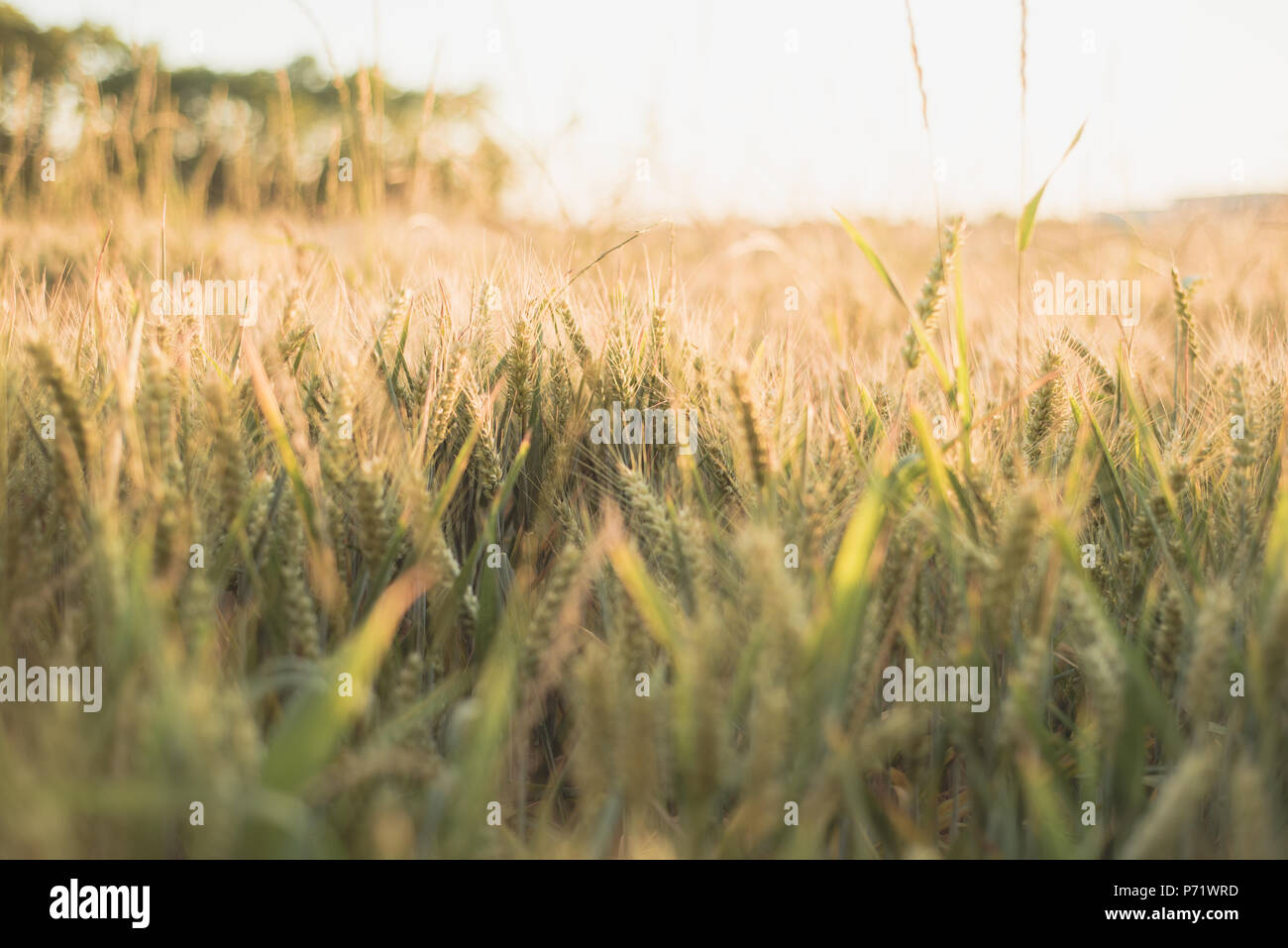 Crops and grass in warm sunlight. Sunset, UK Stock Photo - Alamy