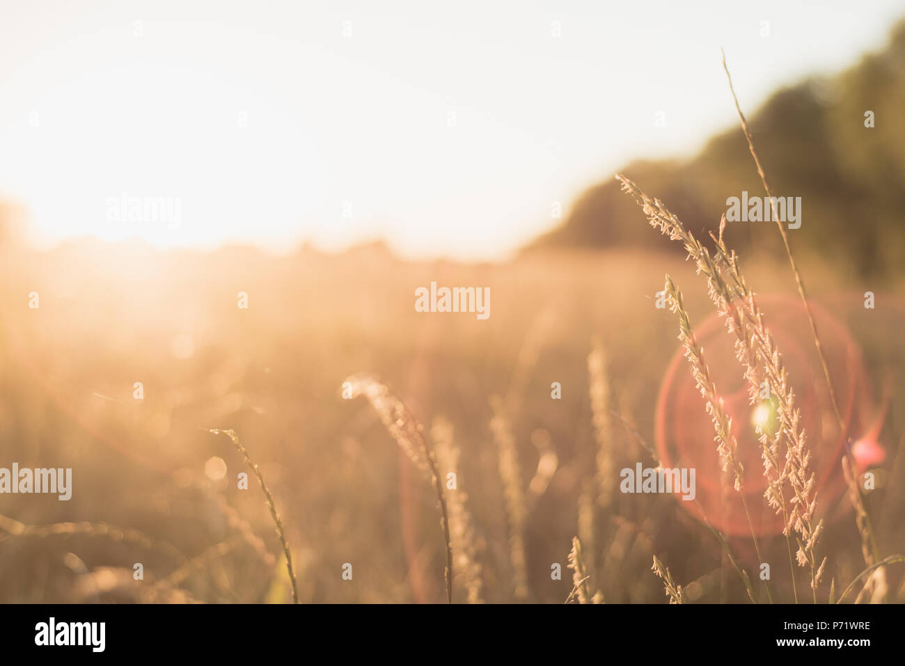Crops and grass in warm sunlight. Sunset, UK Stock Photo - Alamy