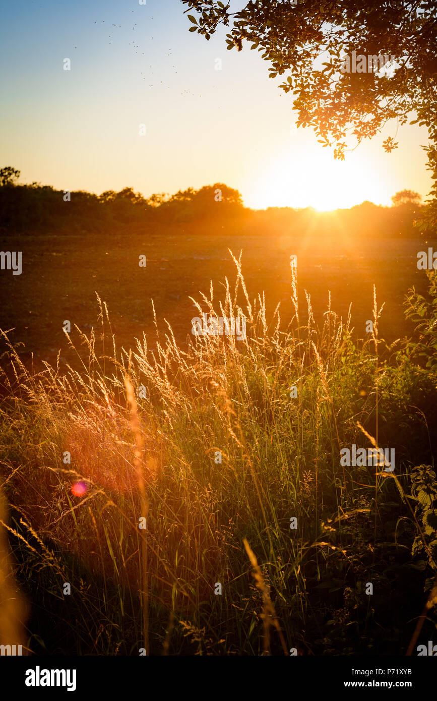 Grass and crops at Sunset, UK Stock Photo - Alamy