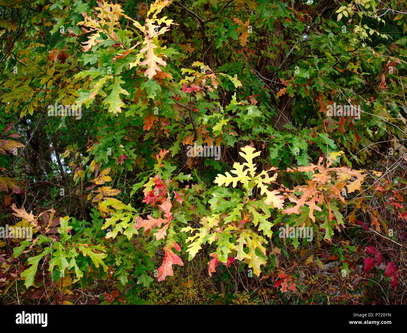 Natural multi color leaves background Stock Photo - Alamy