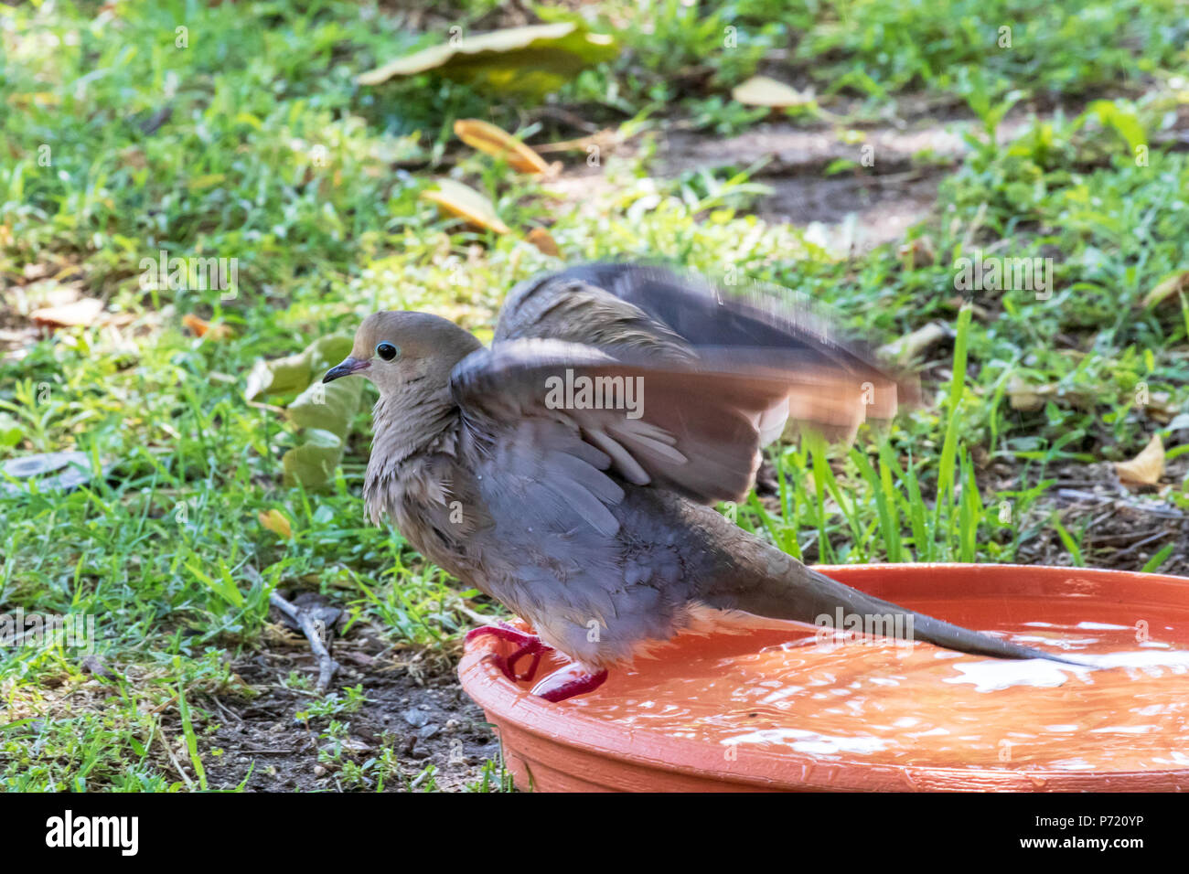 Mourning Dove, American Mourning Dove, Rain Dove - Zenaida macroura ...