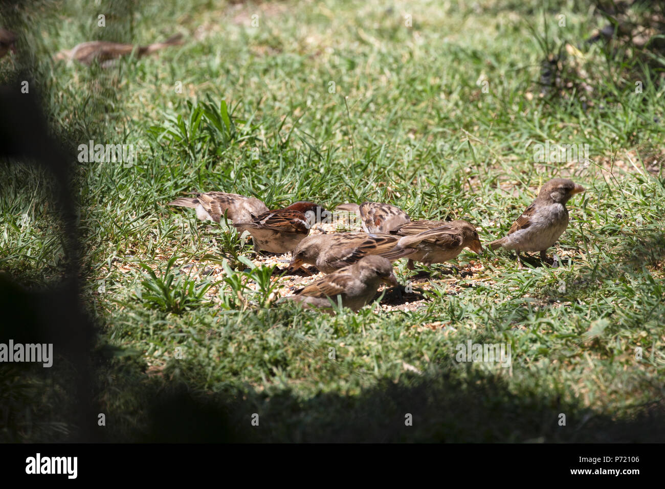 Group of sparrows hi-res stock photography and images - Alamy
