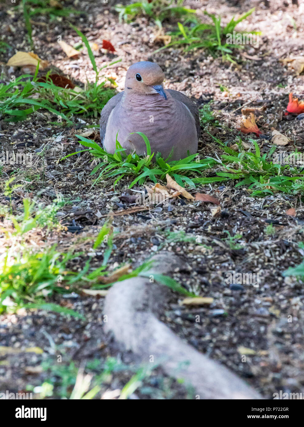 Mourning Dove, American Mourning Dove, Rain Dove - Zenaida macroura ...