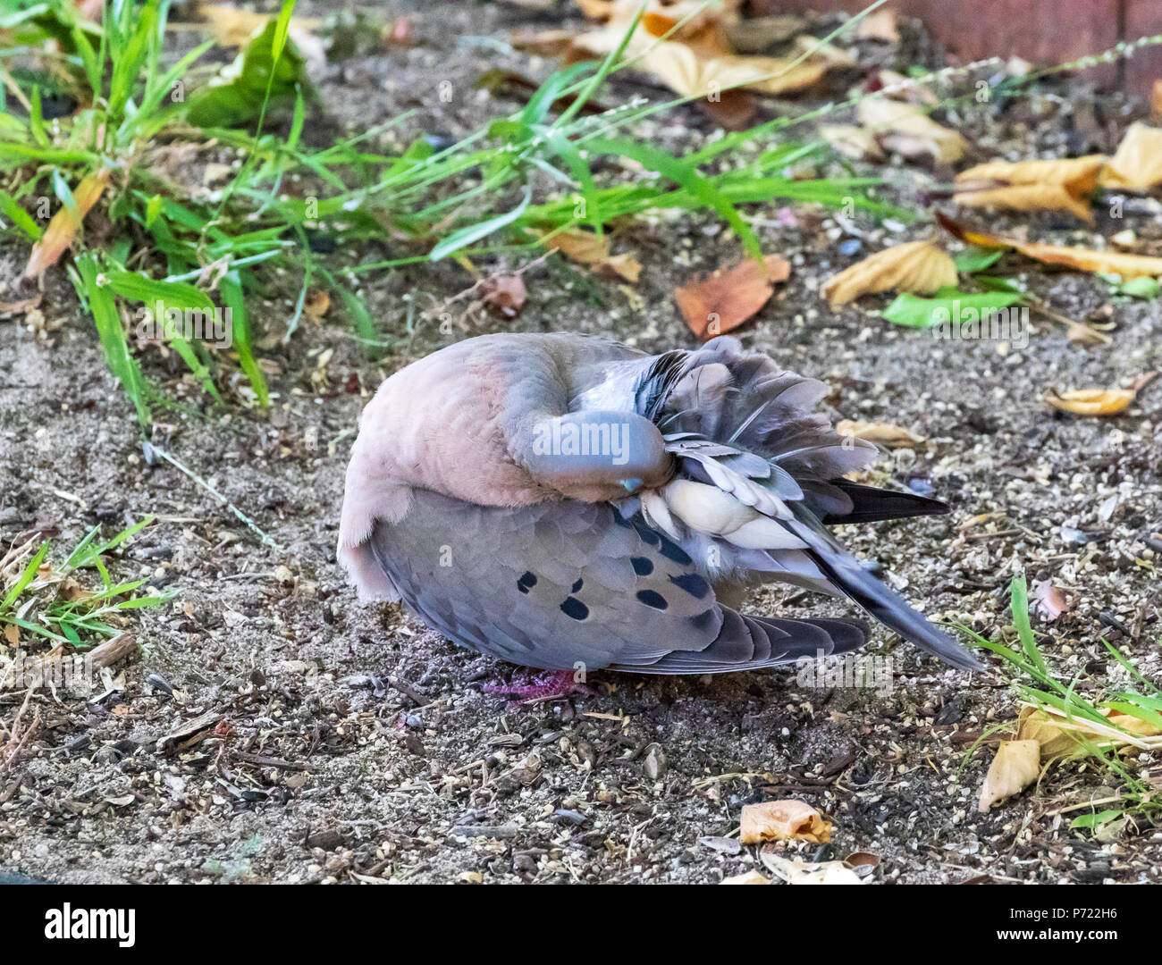 Mourning Dove, American Mourning Dove, Rain Dove - Zenaida macroura ...
