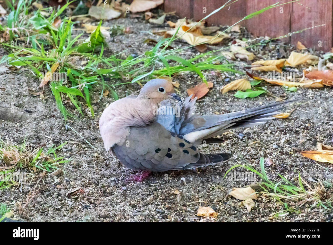 Mourning Dove, American Mourning Dove, Rain Dove - Zenaida macroura ...